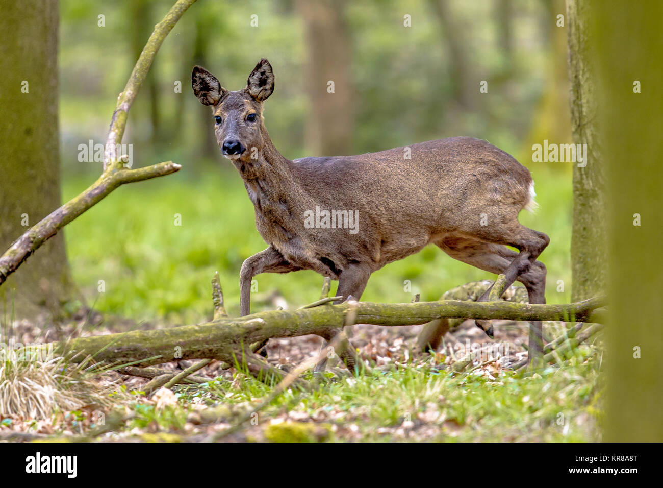 Anxious Roe Deer (Capreolus capreolus) looking afraid for being hunted ...