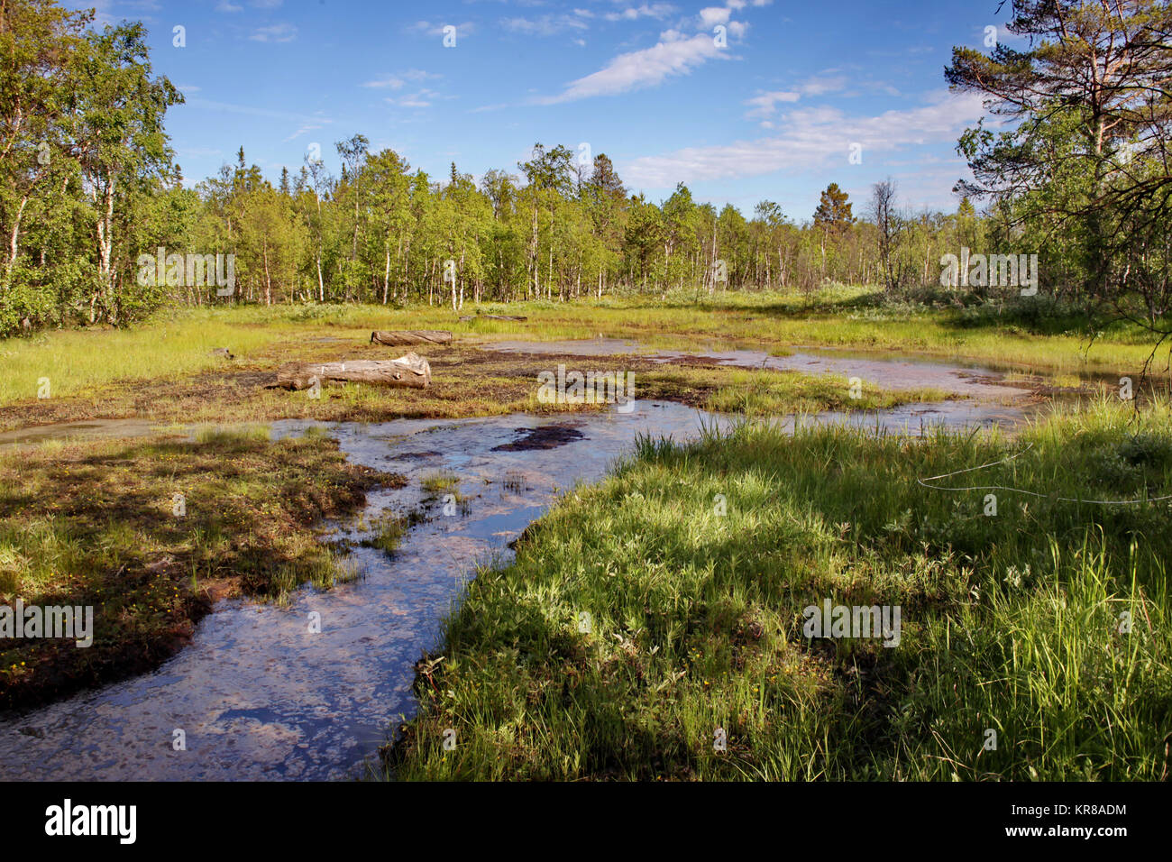 Northern swamp. Russia, the Solovetsky Islands, White sea Stock Photo ...