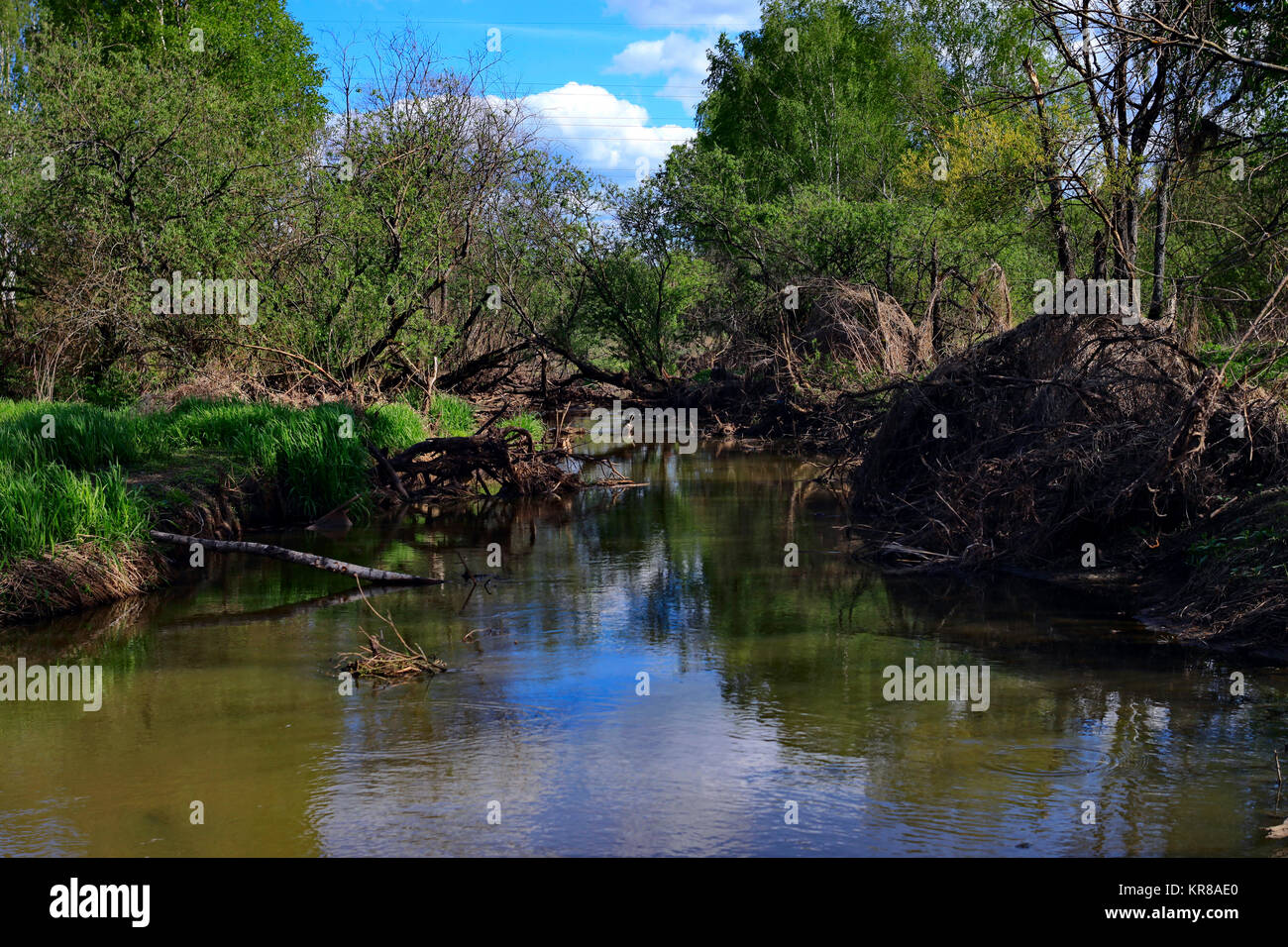 Old trees on the river. Nara River, Russia, Moscow region Stock Photo ...