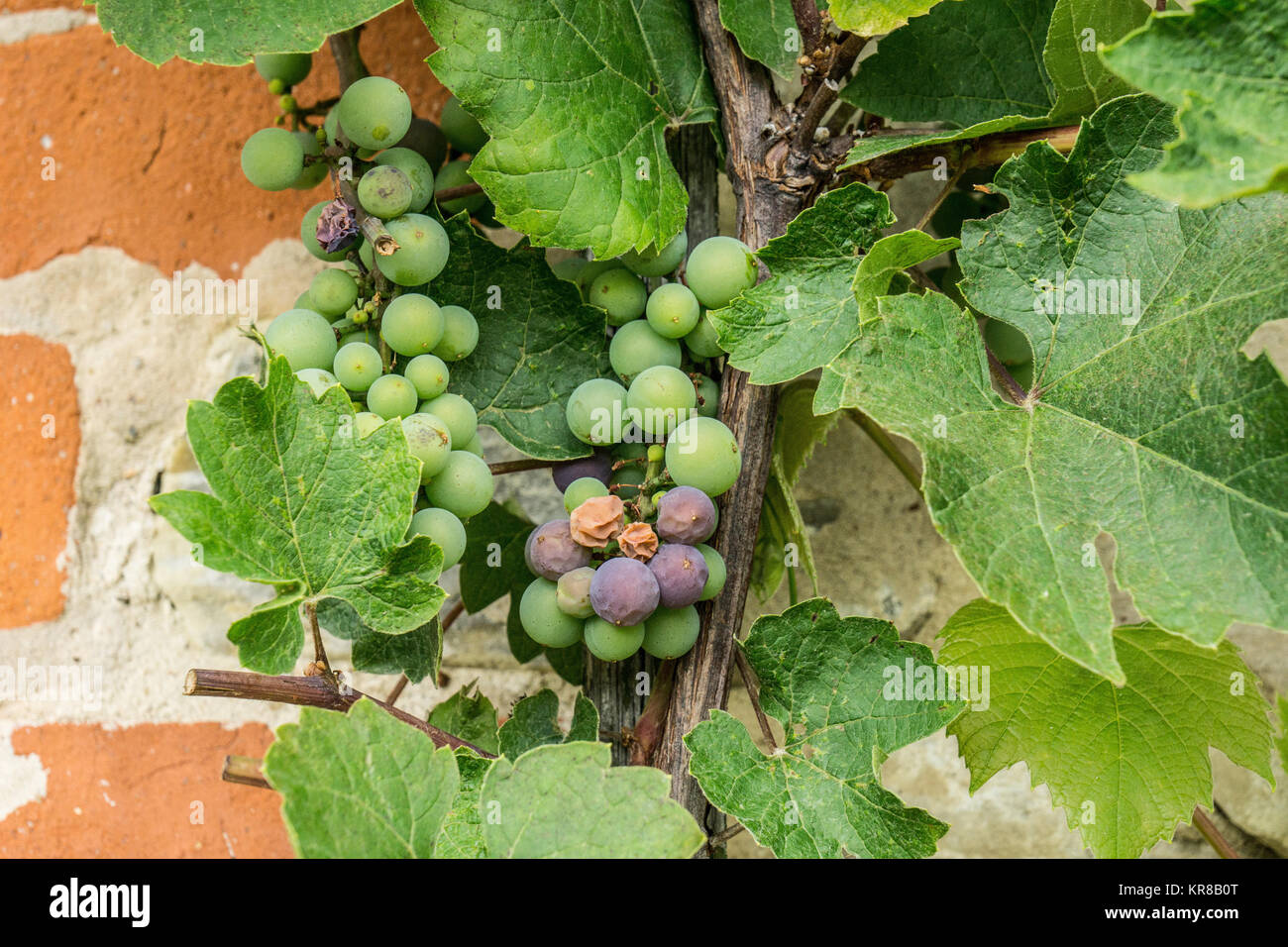 Grapes growing against the wall Stock Photo - Alamy