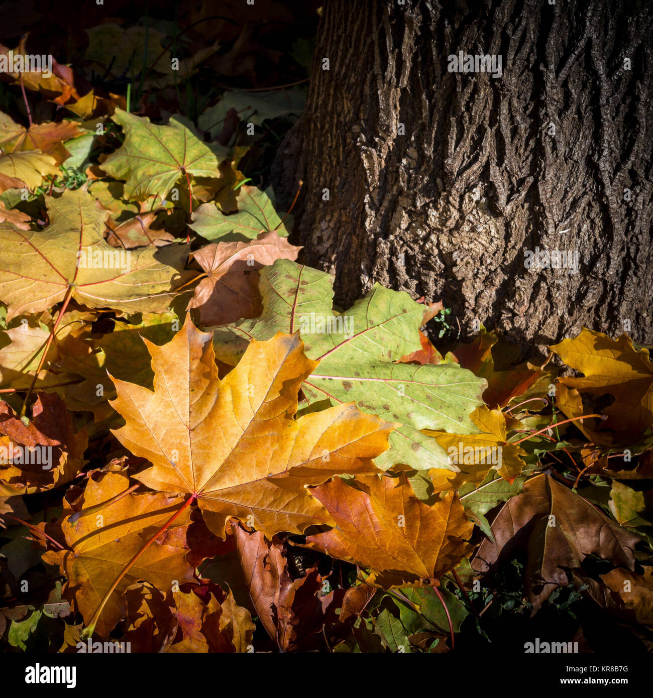 Fallen autumn leaves Stock Photo - Alamy