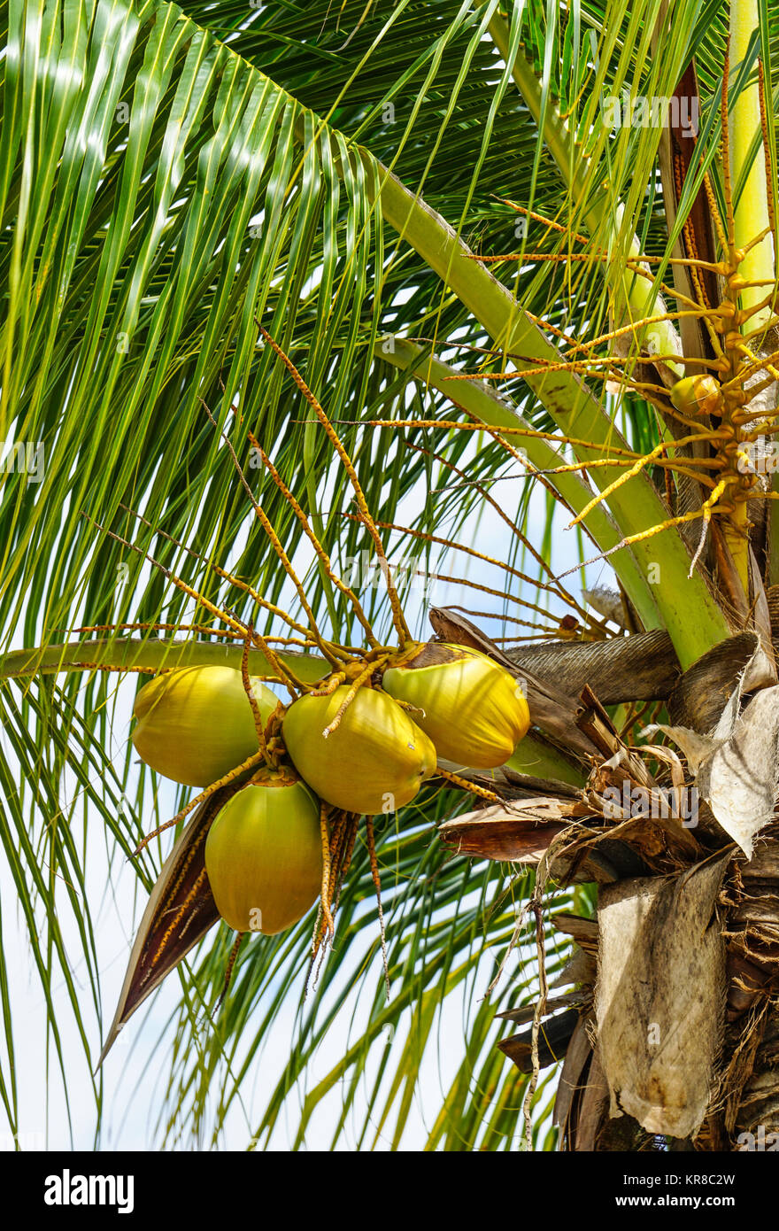 Royal Palms Cuba Stock Photo - Alamy