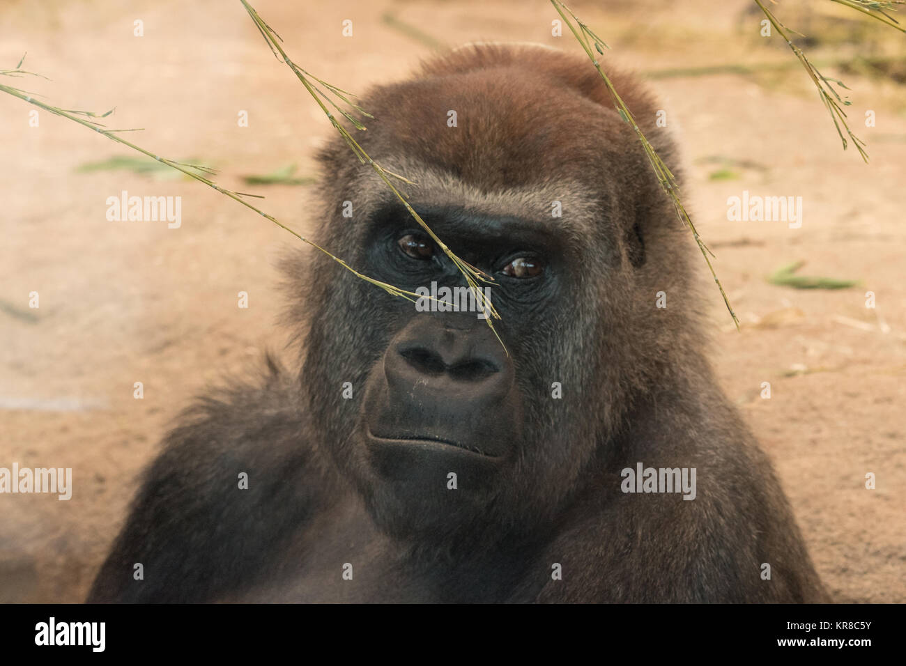 Monkey arm hi-res stock photography and images - Alamy