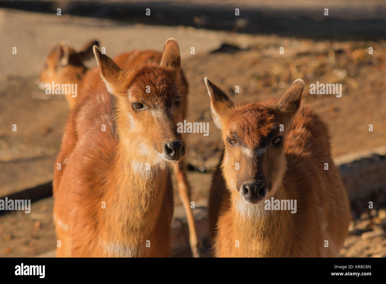 Pair of brown antelopes in the sand looking at camera Stock Photo - Alamy