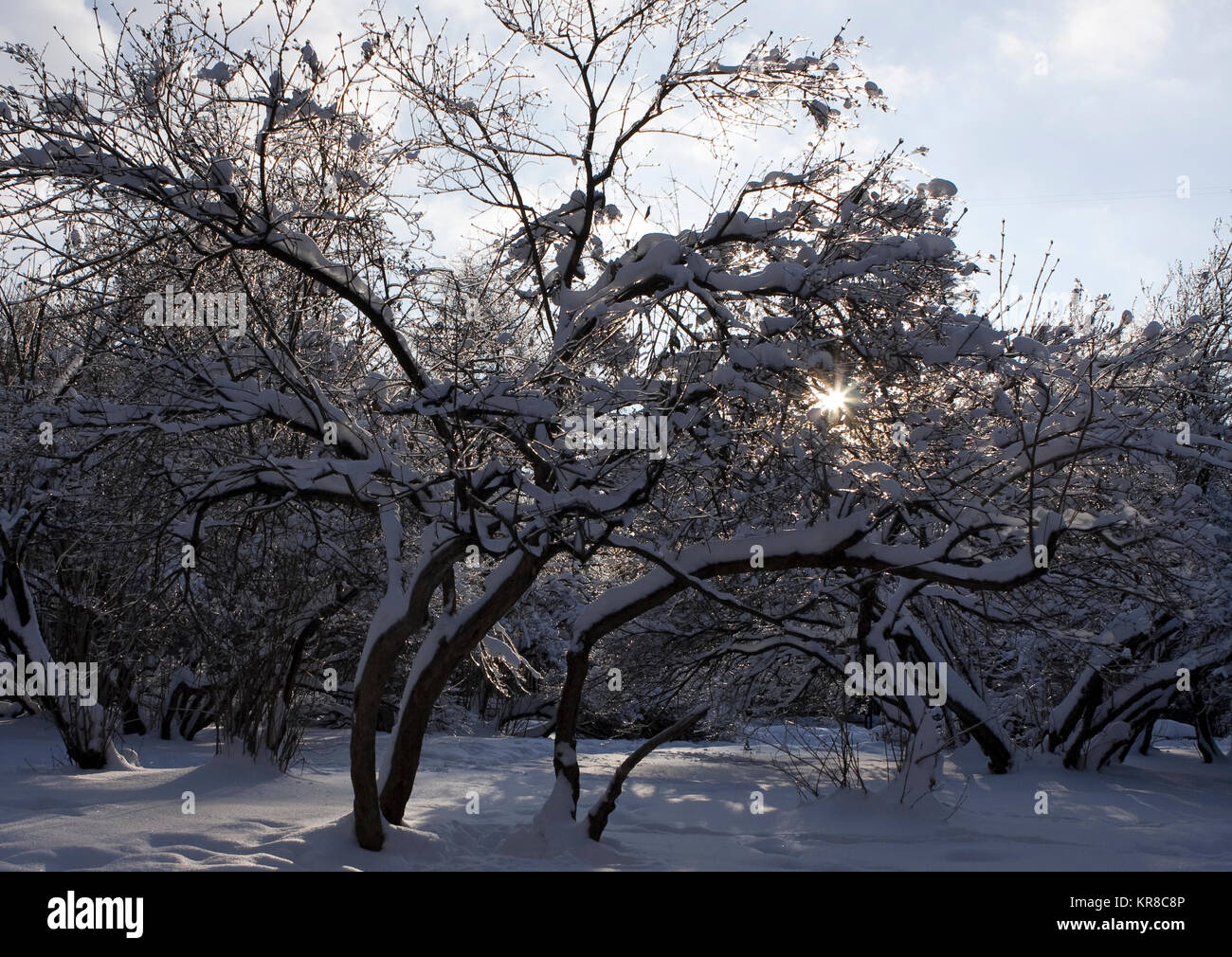 Lilac Tree Seed High Resolution Stock Photography and Images - Alamy