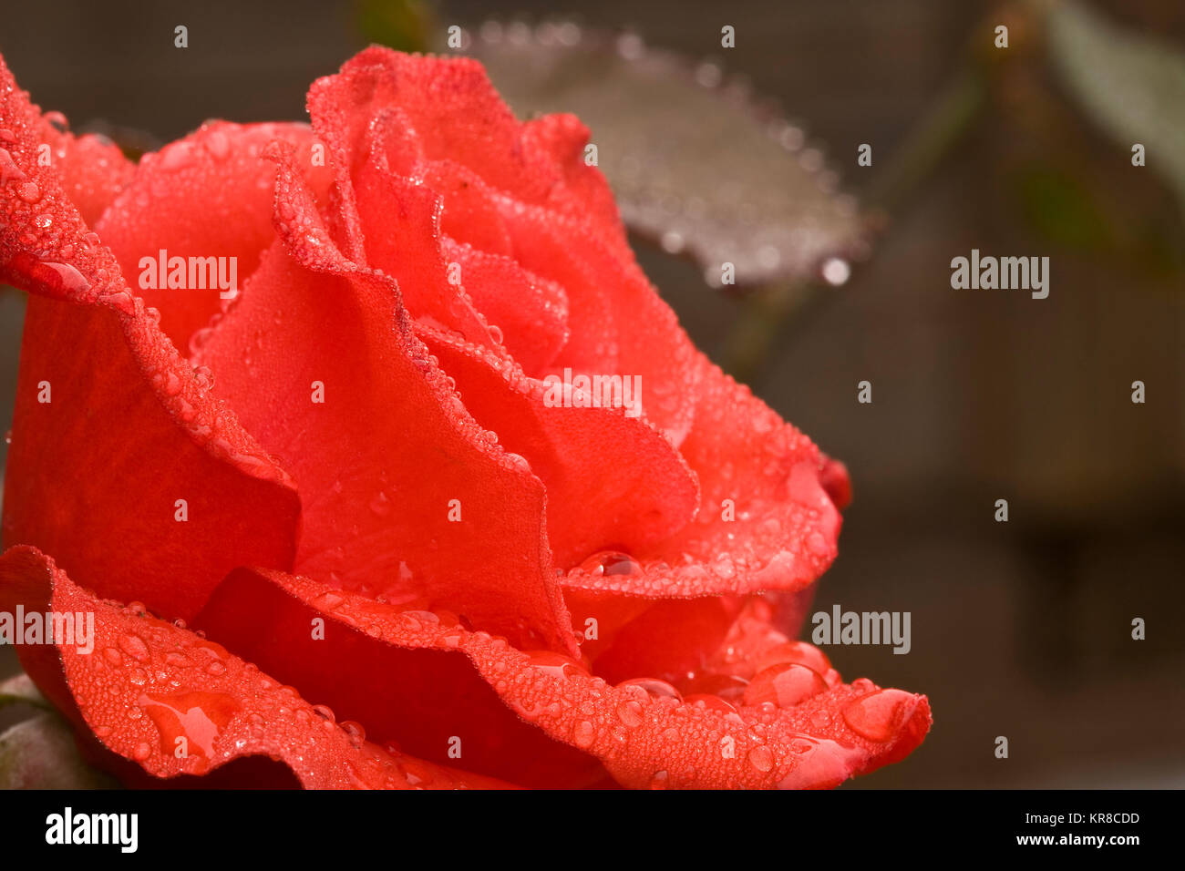 drops of rain on the rose at the sun Stock Photo - Alamy