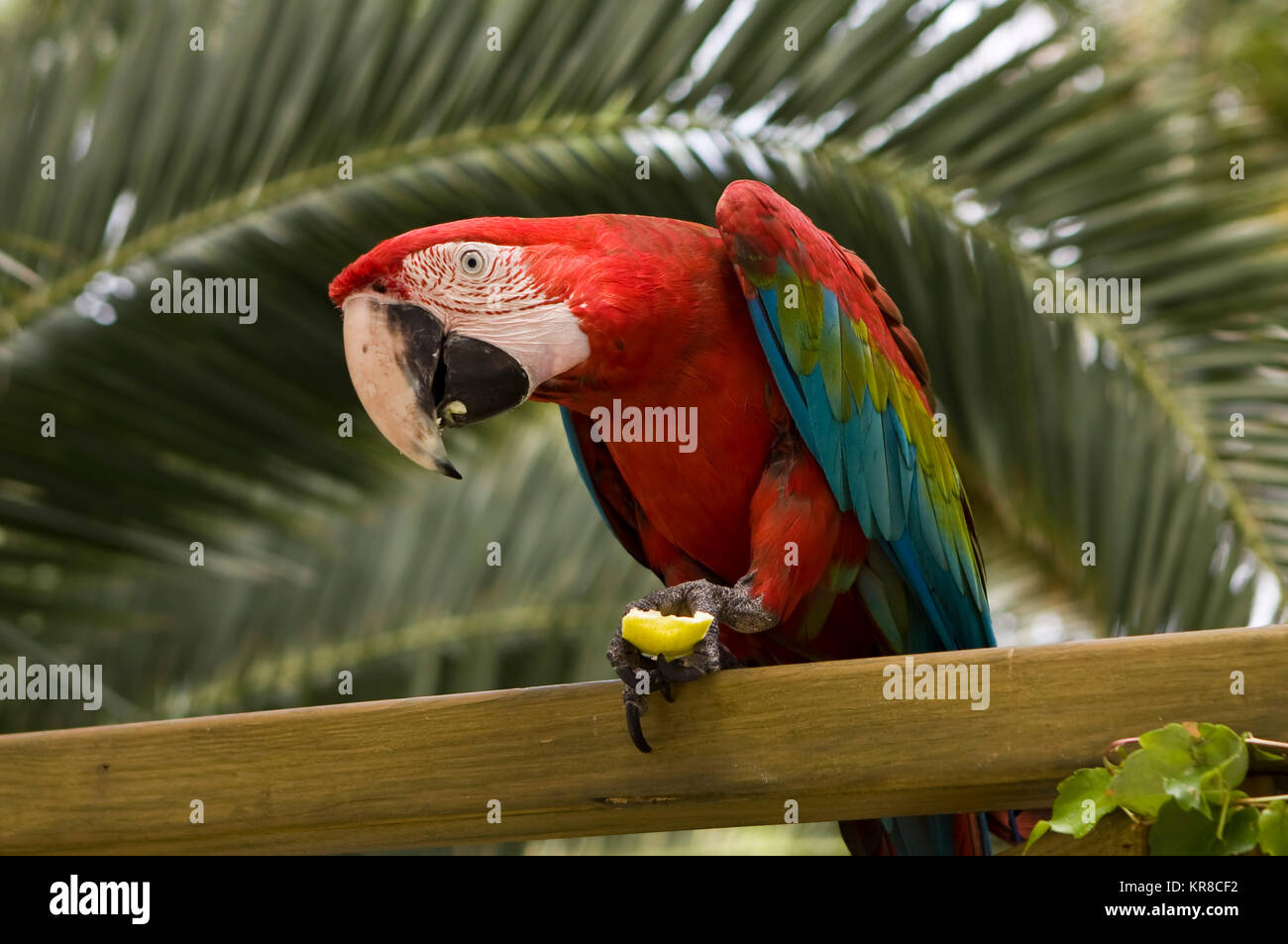 Parrot pole hi-res stock photography and images - Alamy
