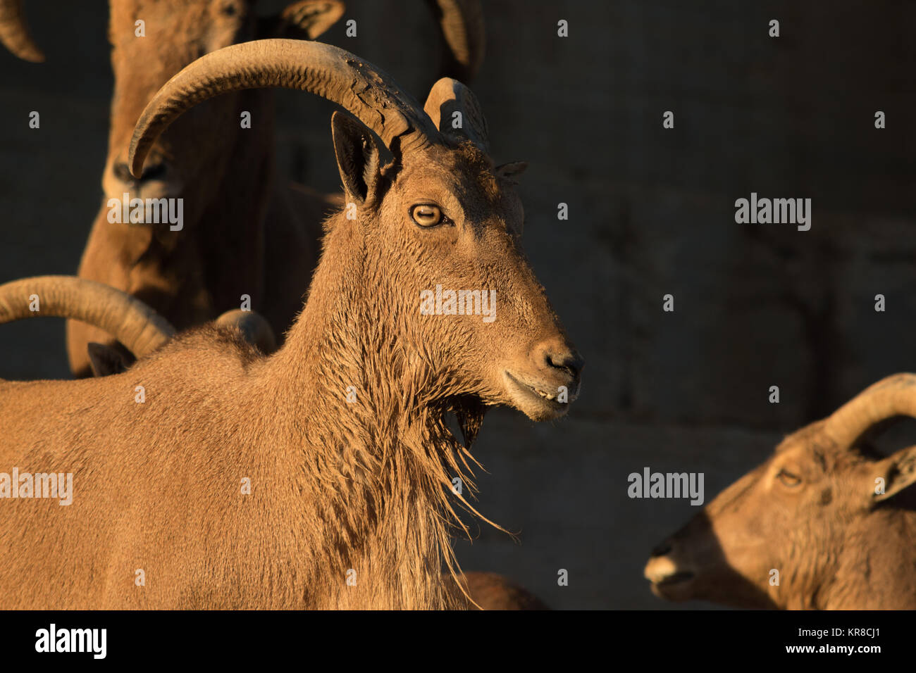 Mountain goat climbing hi-res stock photography and images - Alamy