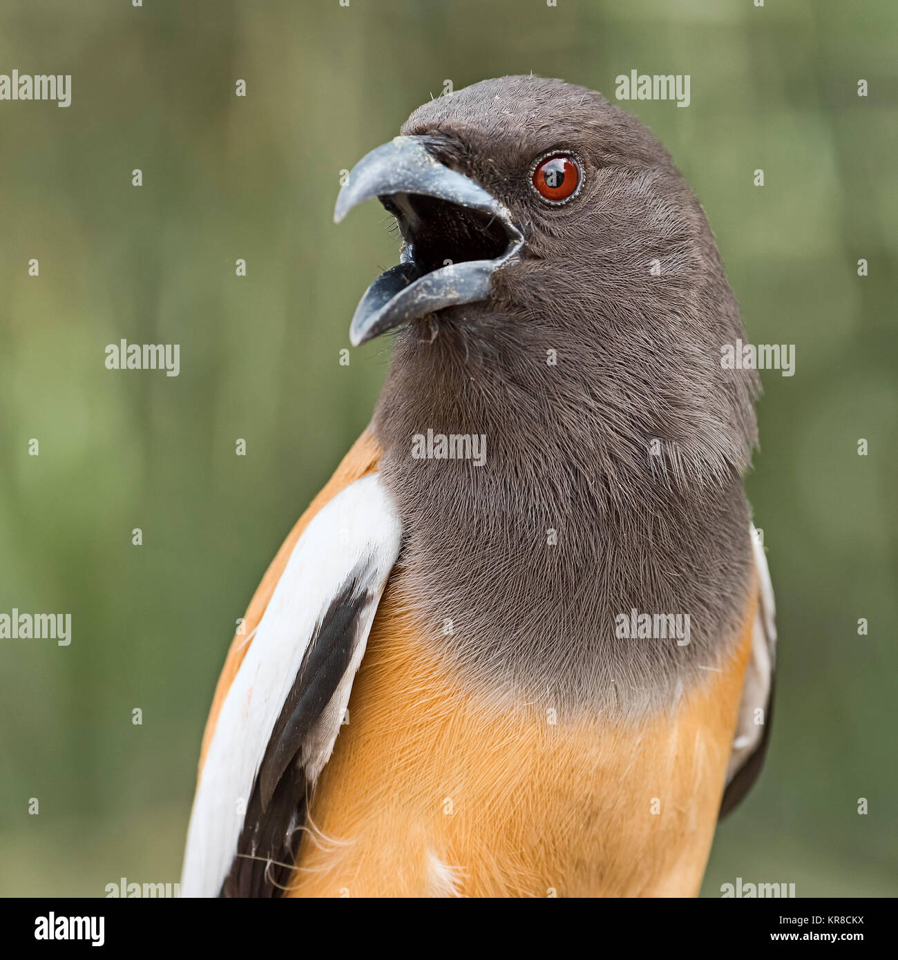 National game of india hi-res stock photography and images - Alamy