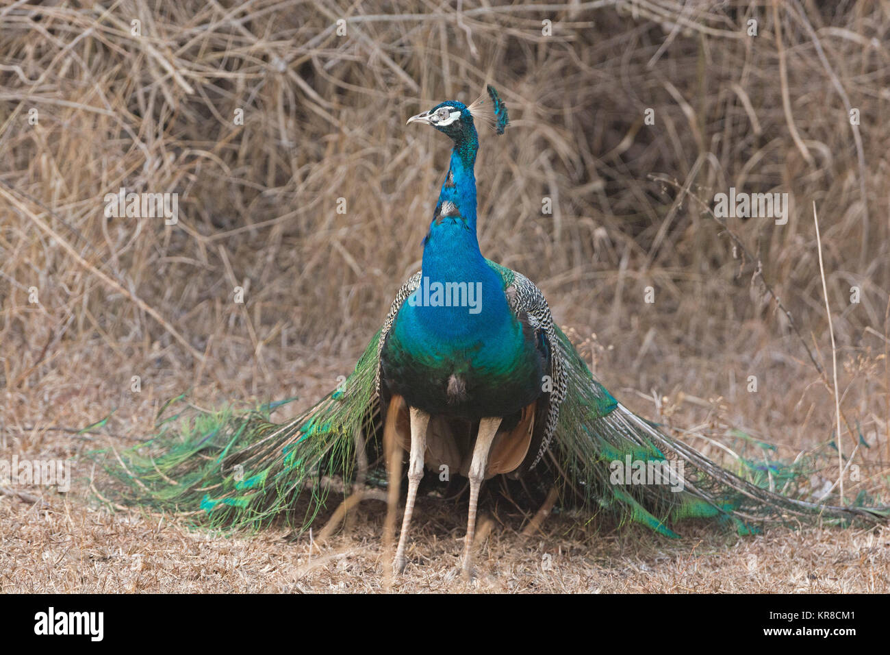 Peacock in the Forest Stock Photo - Alamy
