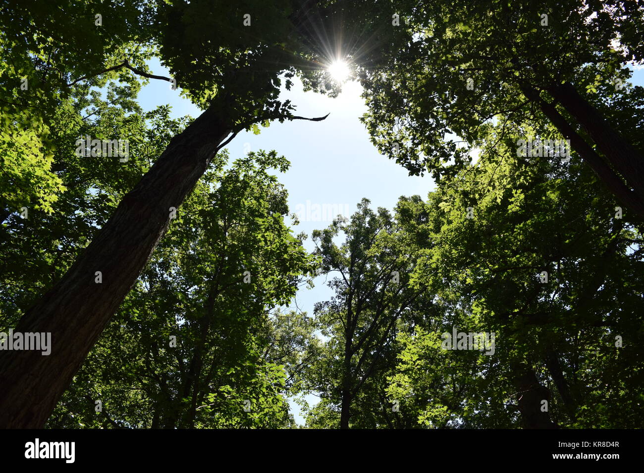 The Sun Peeking Over The Trees Stock Photo - Alamy