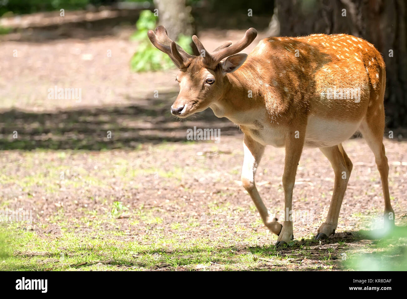 Fallow deer in the forest Stock Photo - Alamy