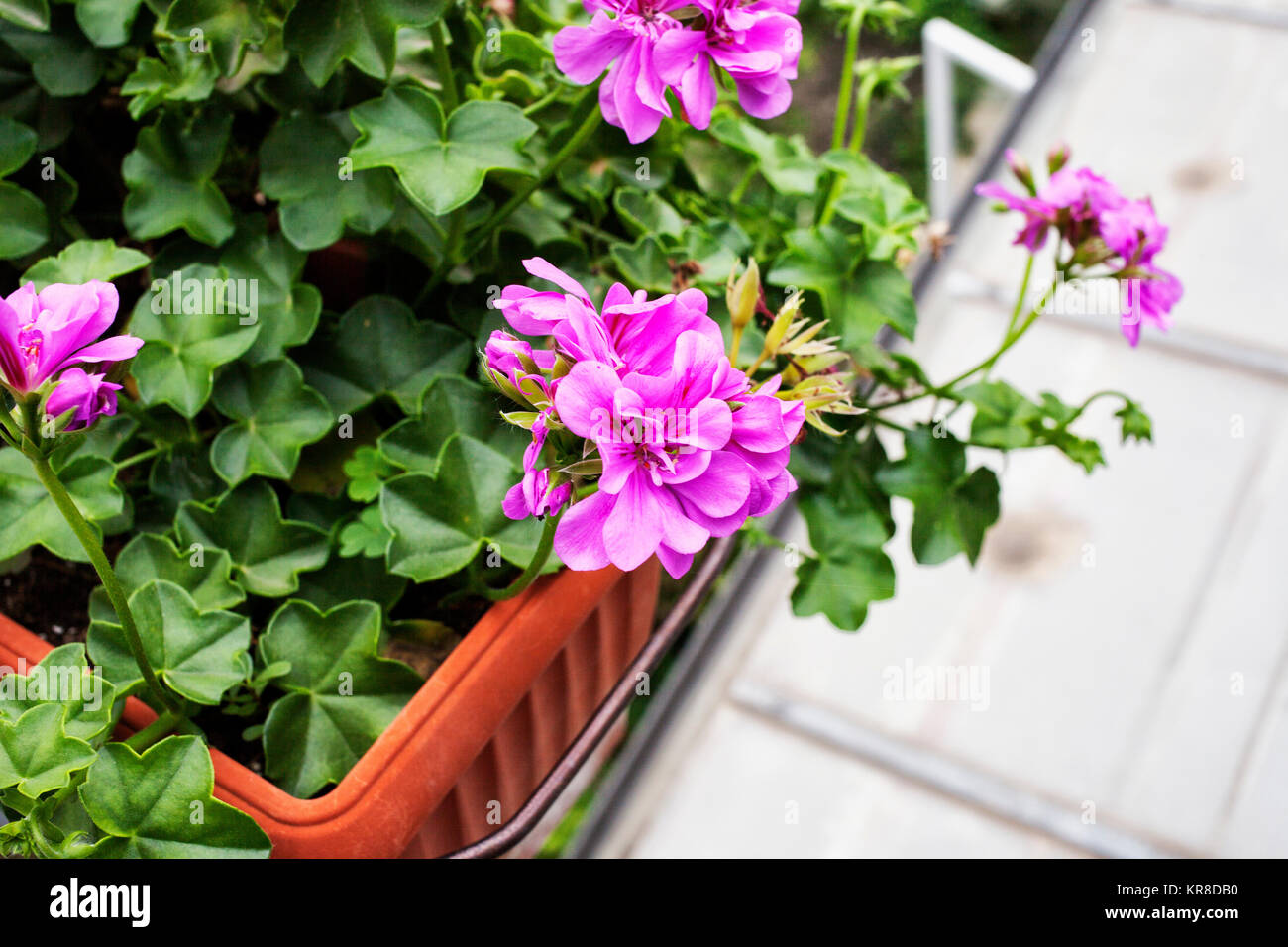 Pink geranium in vase Stock Photo - Alamy