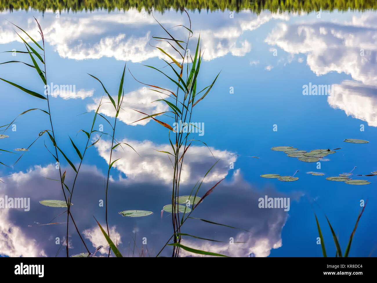 Magic Reflection Of Clouds And Reeds In Lake Stock Photo - Alamy