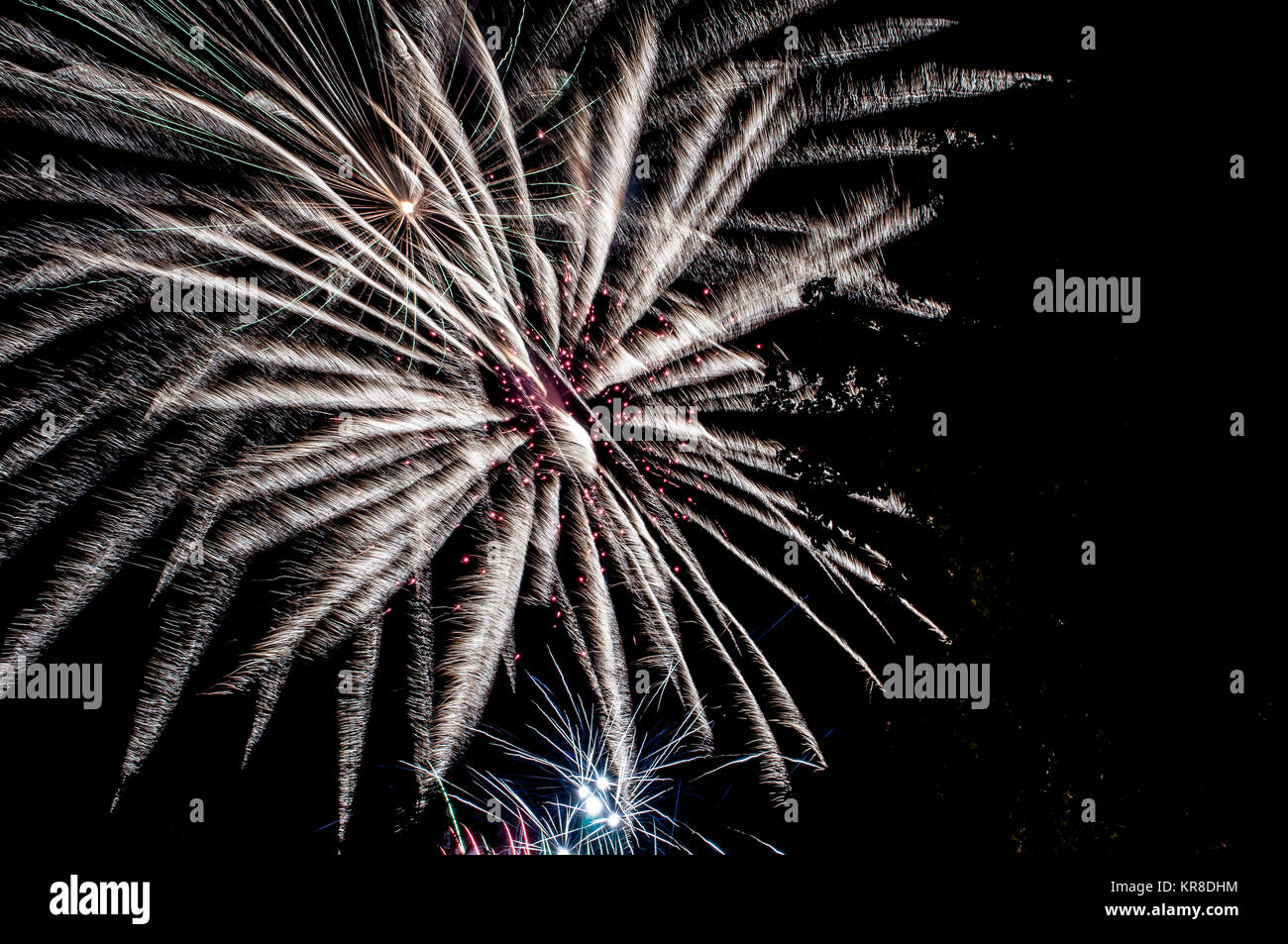 sparkling firework on night seen from a park and trees silhouettes ...