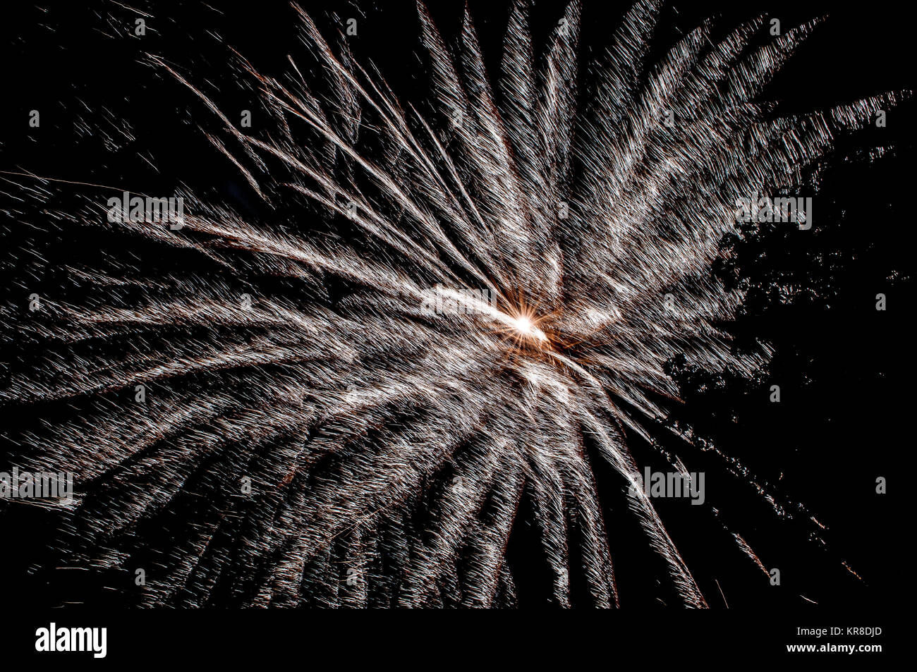 sparkling firework on night seen from a park and trees silhouettes ...