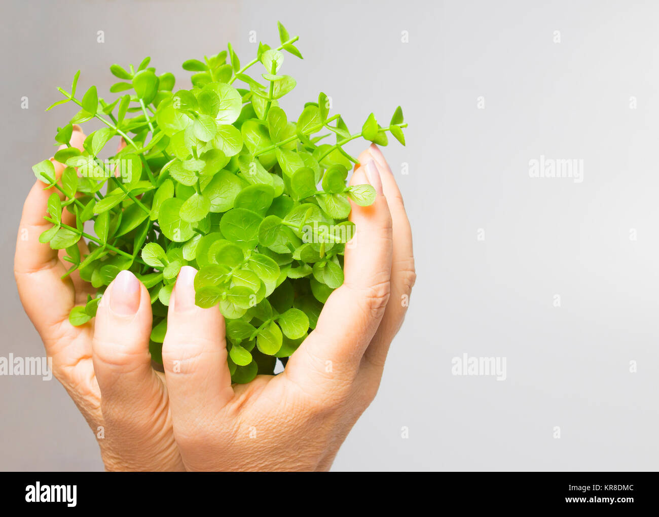 The female hand holding new green sprout Stock Photo - Alamy
