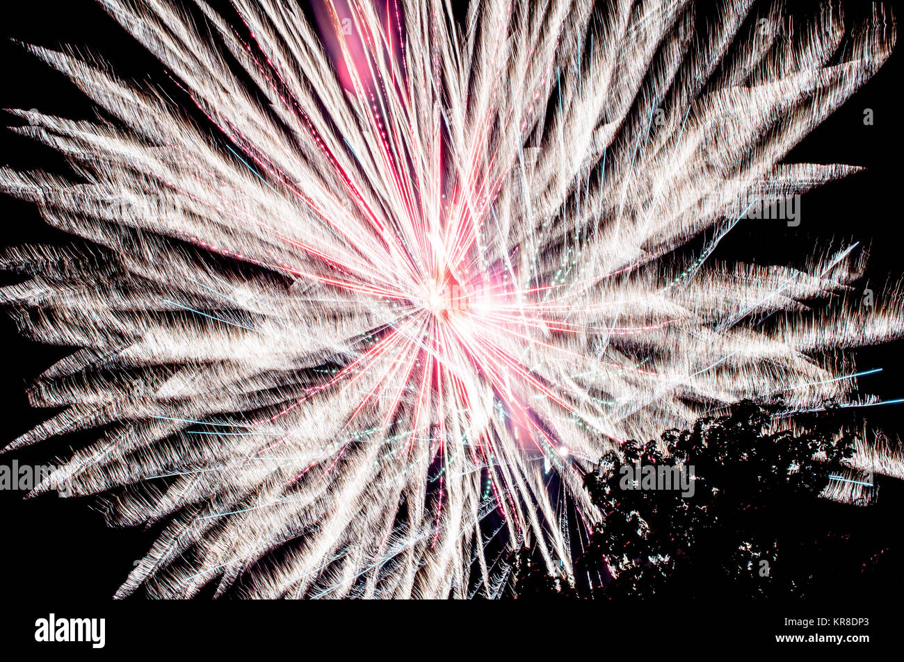 sparkling firework on night seen from a park and trees silhouettes ...