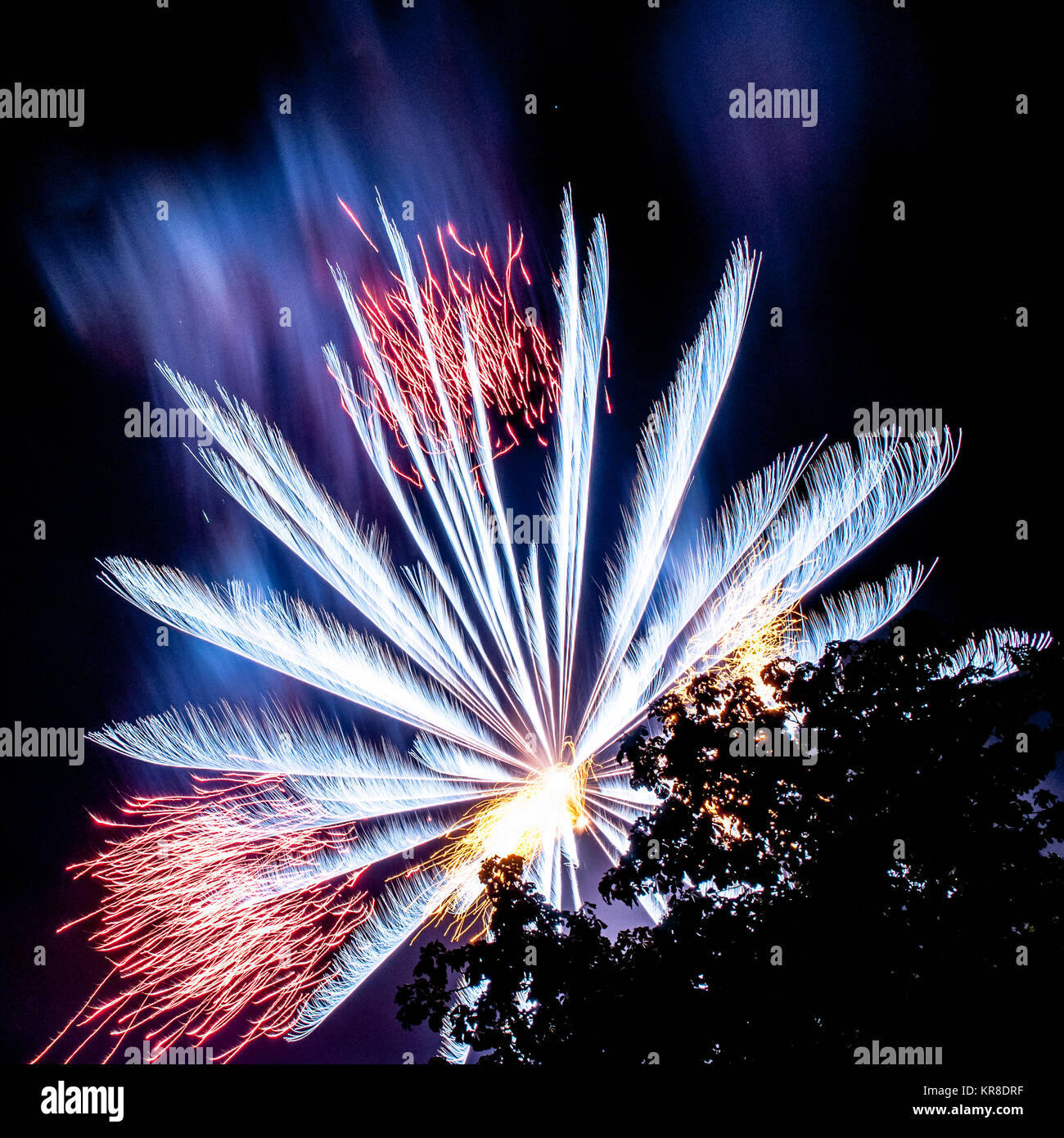 sparkling firework on night seen from a park and trees silhouettes ...