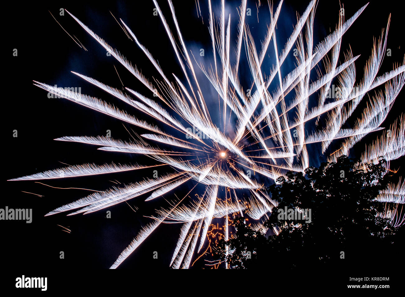 sparkling firework on night seen from a park and trees silhouettes ...
