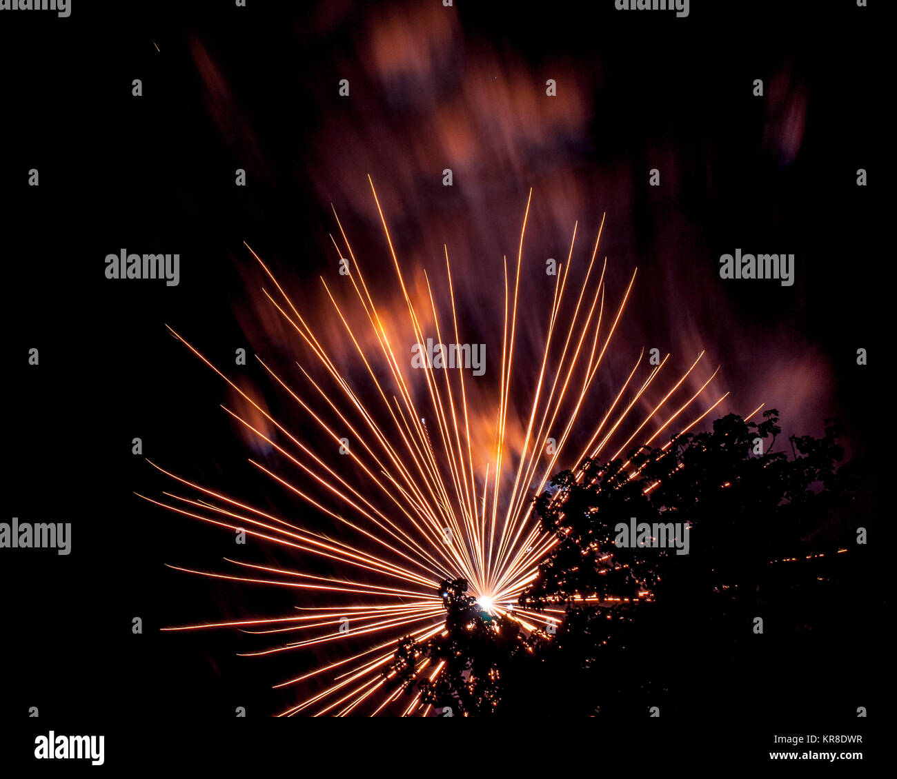 sparkling firework on night seen from a park and trees silhouettes ...