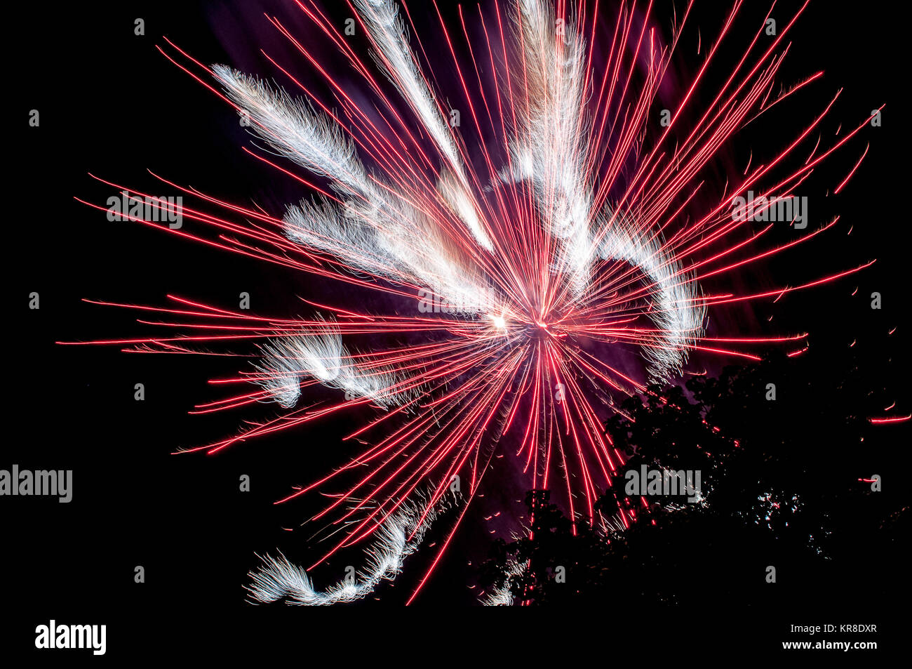 sparkling firework on night seen from a park and trees silhouettes ...
