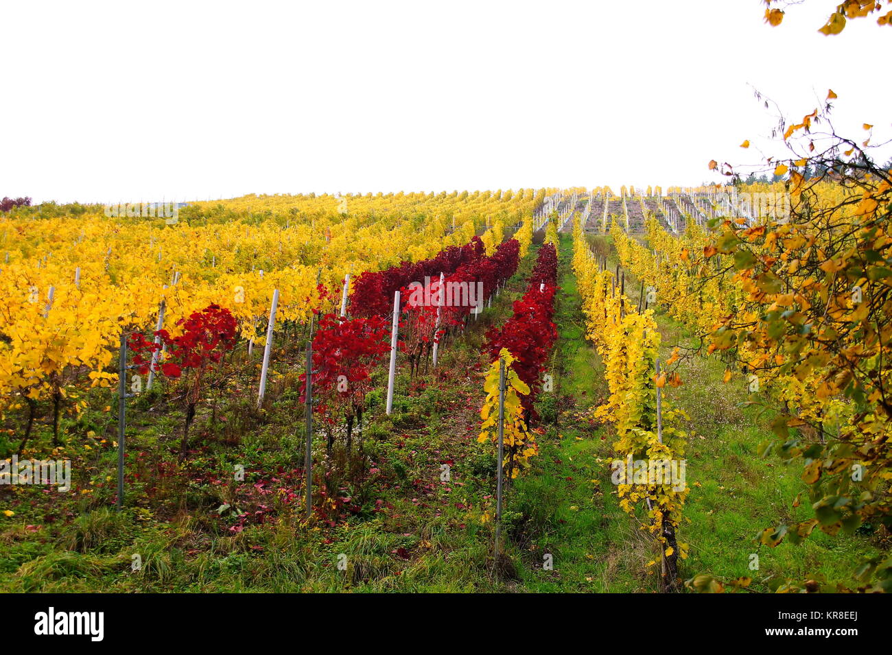 yellow red vineyardrn Stock Photo - Alamy