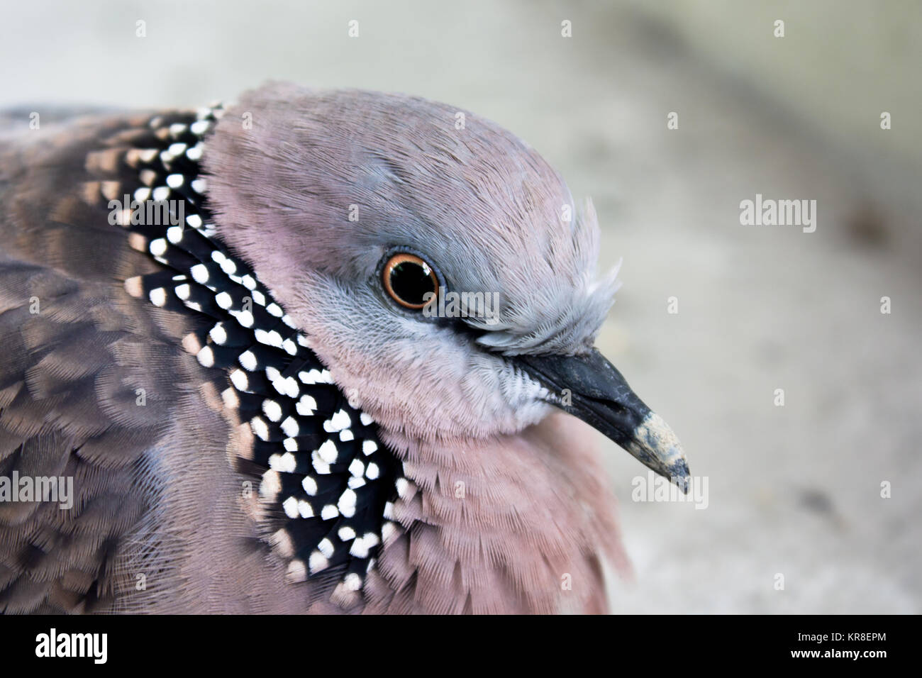Close up head of bird in oft light Stock Photo - Alamy