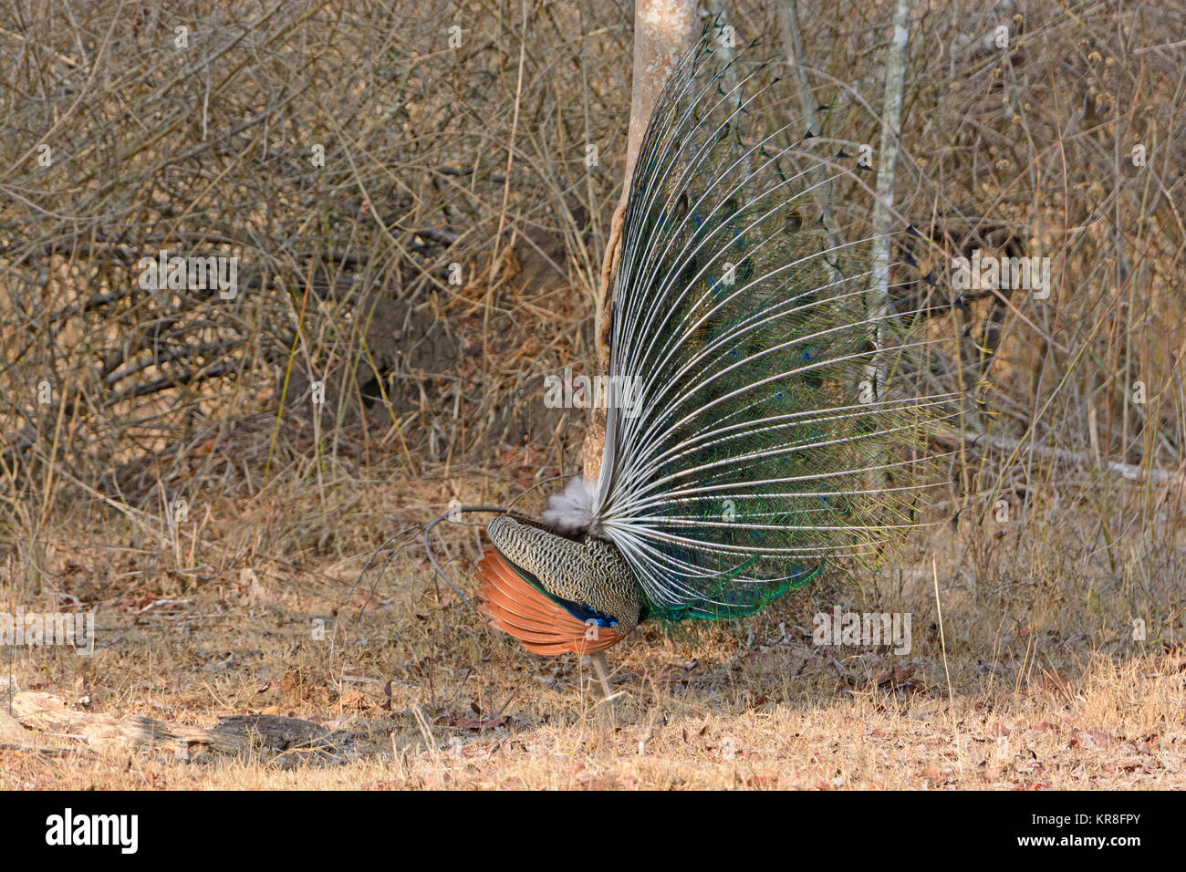 Side View of a Peacock Display Stock Photo - Alamy