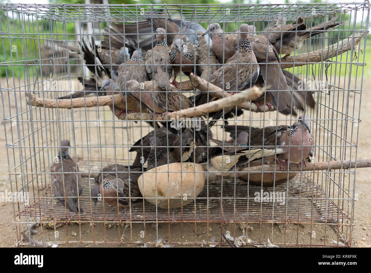 group of pigeon in cage Stock Photo - Alamy