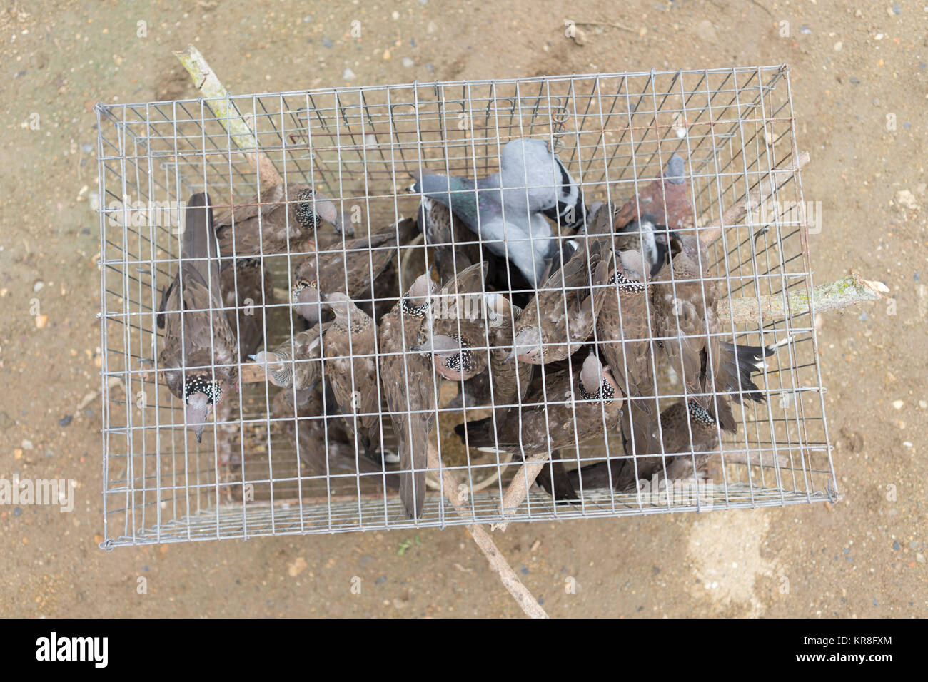 group of pigeon in cage Stock Photo - Alamy