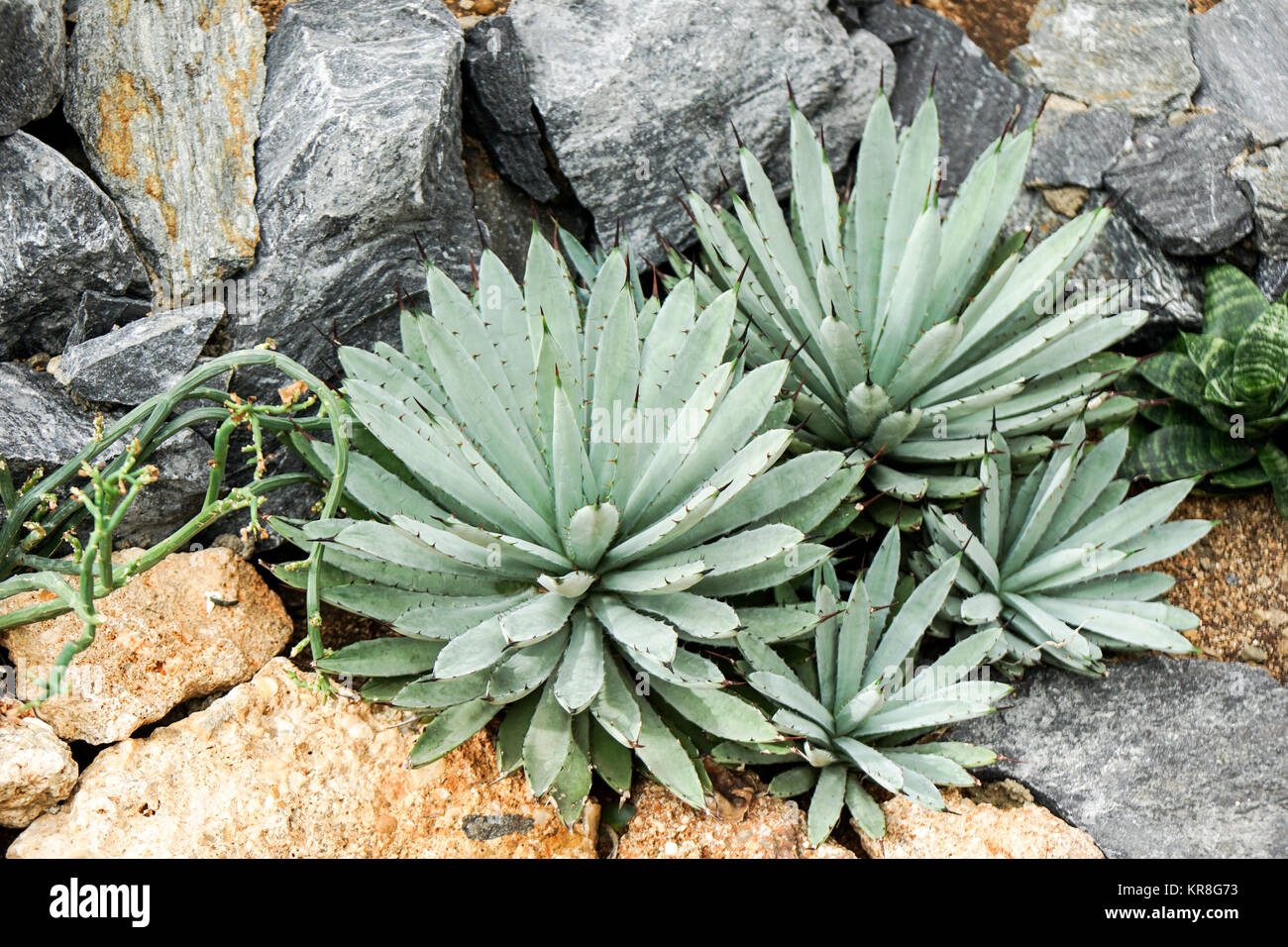 Parry's agave hi-res stock photography and images - Alamy
