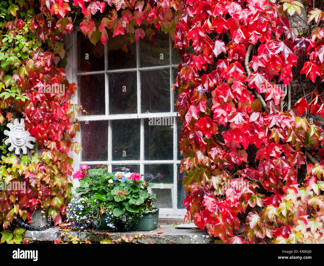 Window covered with red leaves ivy Stock Photo - Alamy
