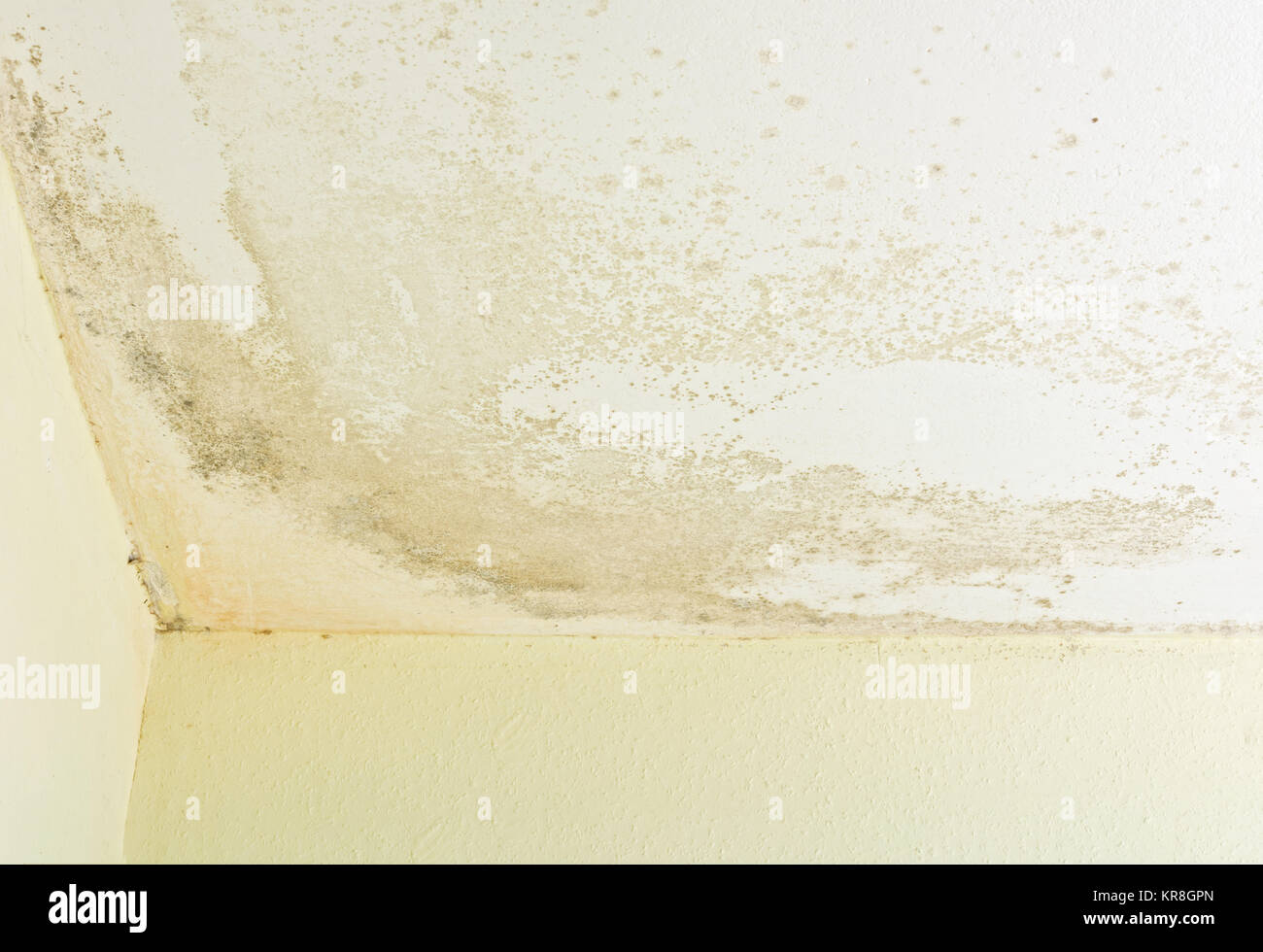 wall cover with mold Stock Photo - Alamy