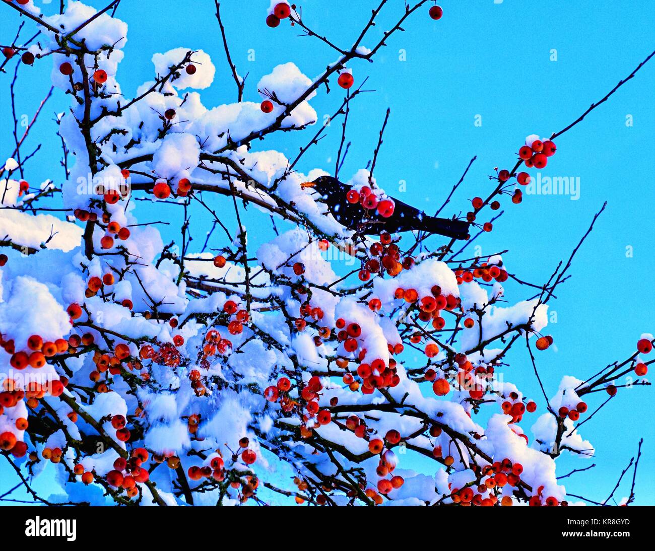 Blackbird in snow laden tree Stock Photo - Alamy