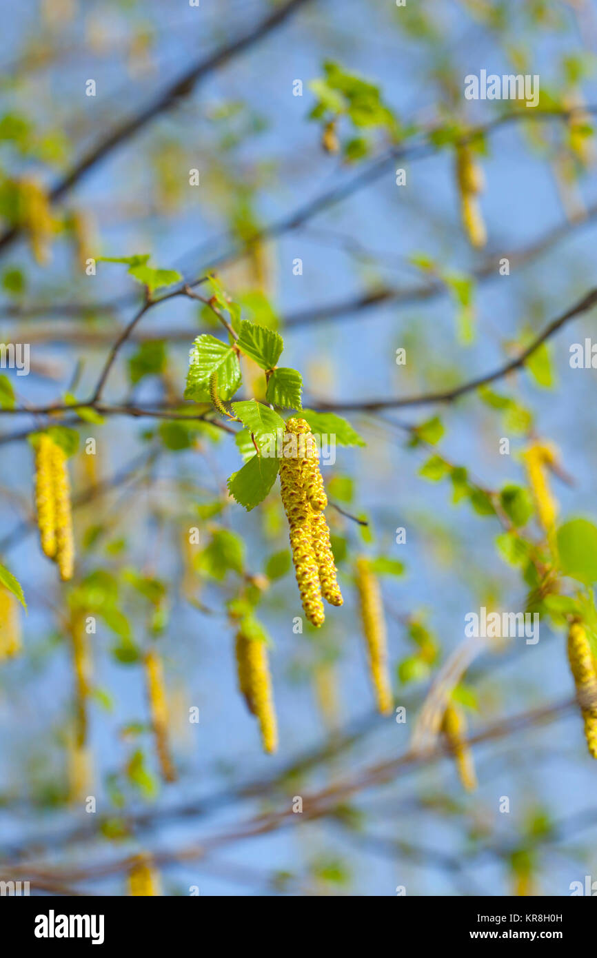 Birch tree flowers hi-res stock photography and images - Alamy