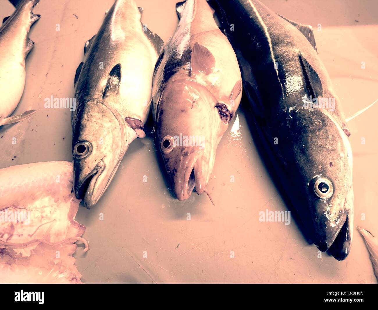 Fish on slaughterer table. Worker cleaning and filleting fresh sea cod ...