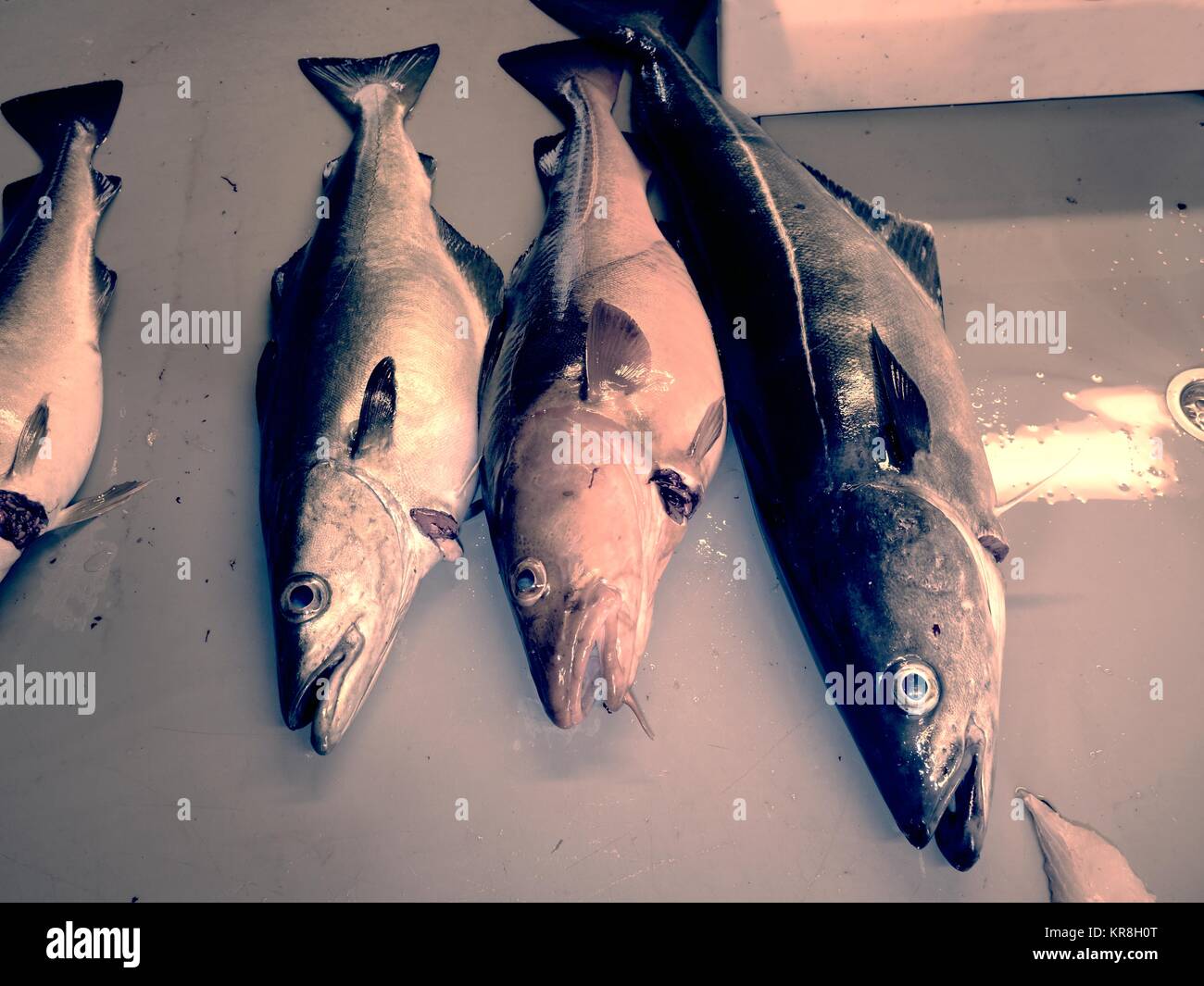 The cruel fate of nordic fishes. Freshly caught Coalfish on plastic ...