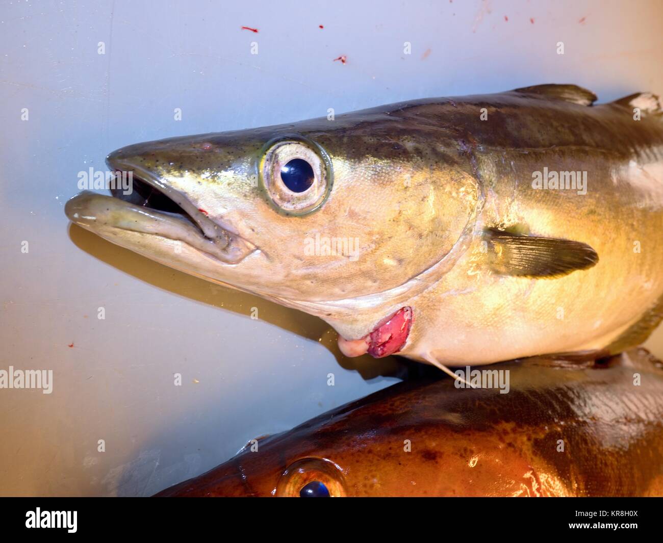 Fish skeleton in a plastic crate. The skeleton of the cod fish after ...