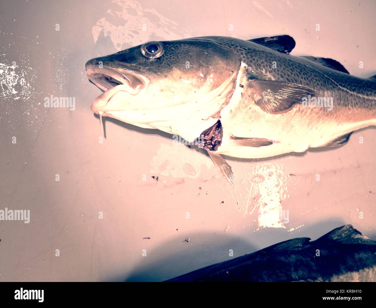 The cruel fate of nordic fishes. Freshly caught Coalfish on plastic ...
