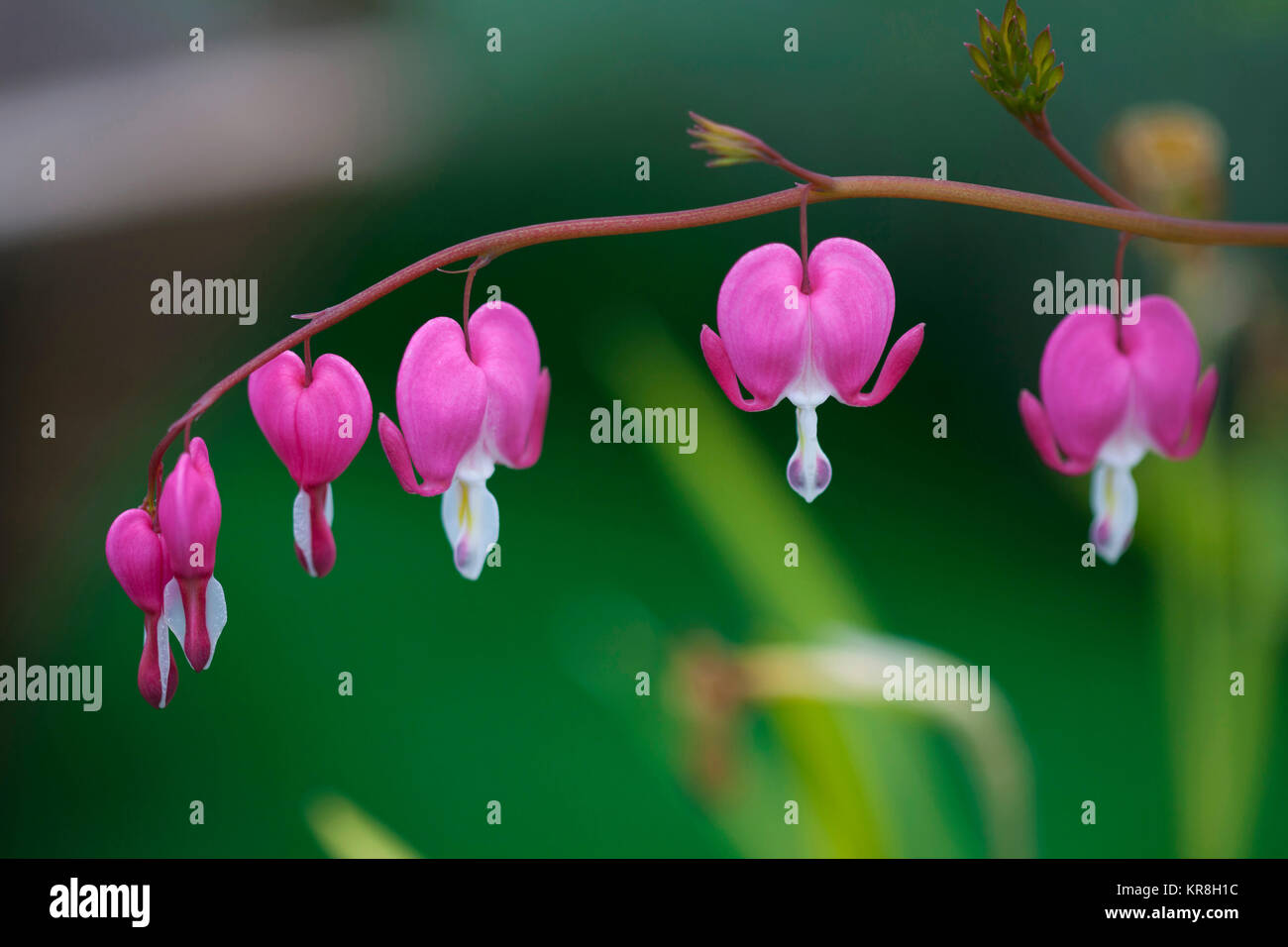 Bleeding Heart, Dicentra spectabilis, Pink flowers growing outdoor ...