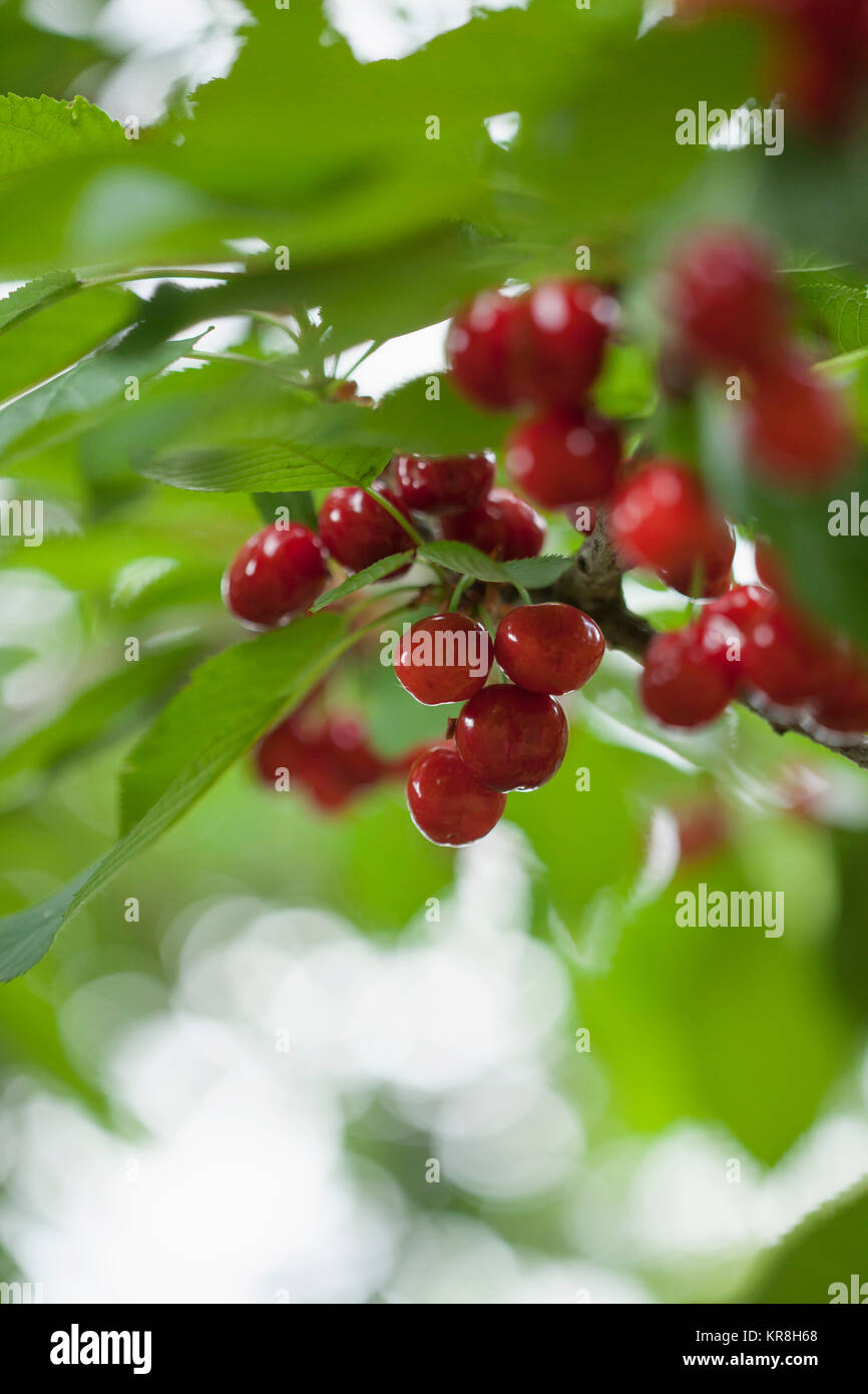 Cherry, Prunus cultivar, Red fruit growing on the tree outdoor Stock ...