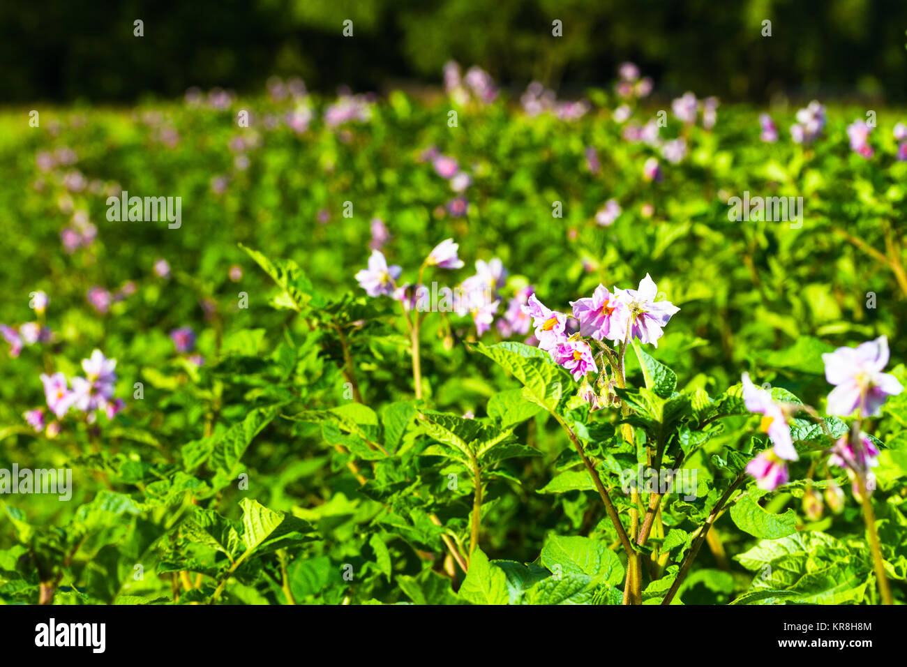 blooming potato flowers Stock Photo - Alamy