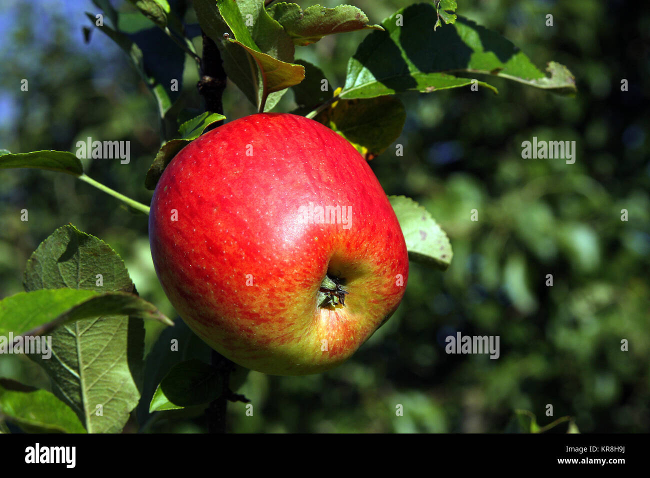 red apple re Stock Photo - Alamy
