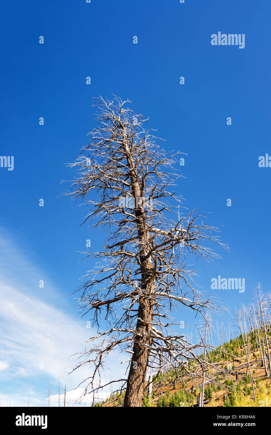 Huge Dead Tree Stock Photo - Alamy
