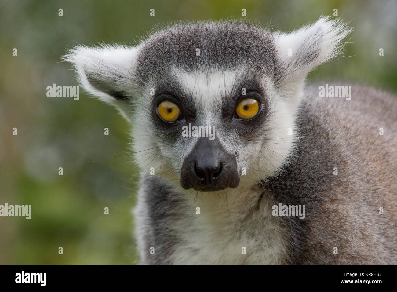 Maki Catta Lemur Stock Photo - Alamy