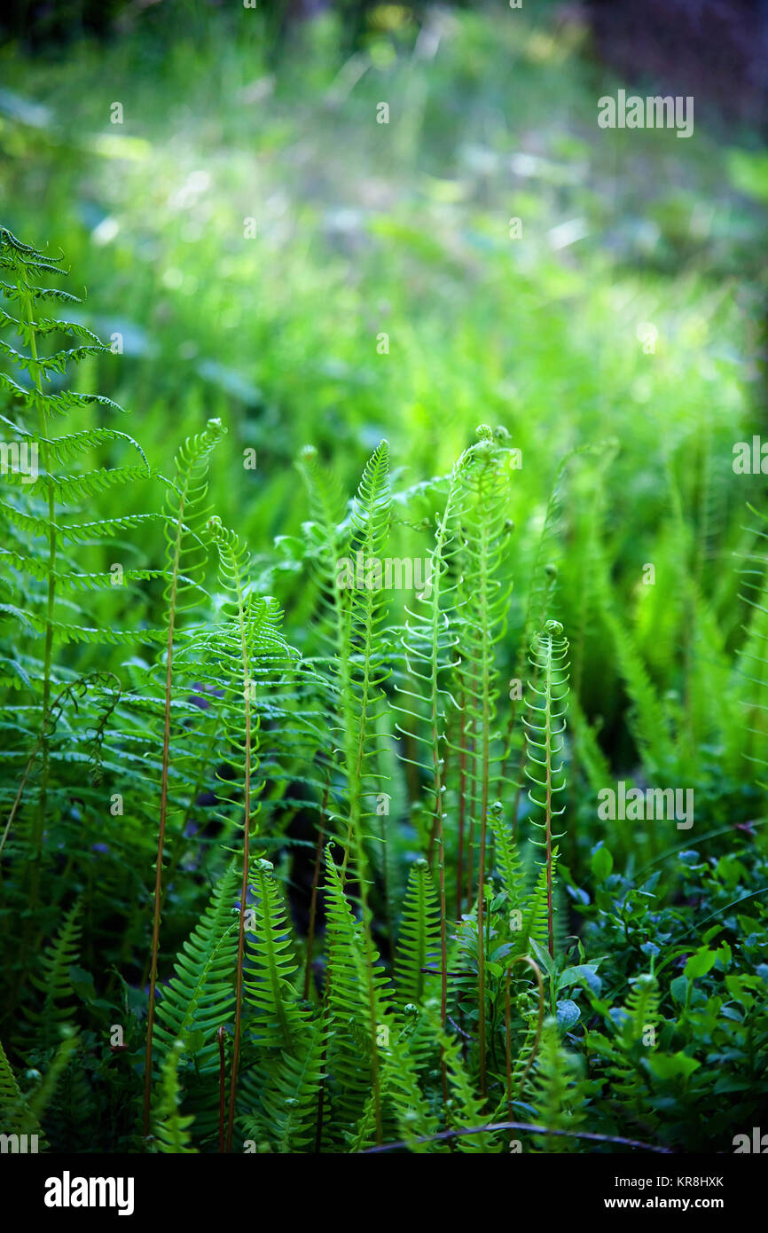 Fern, Mass of green coloured foliage growing wild outdoor Stock Photo ...
