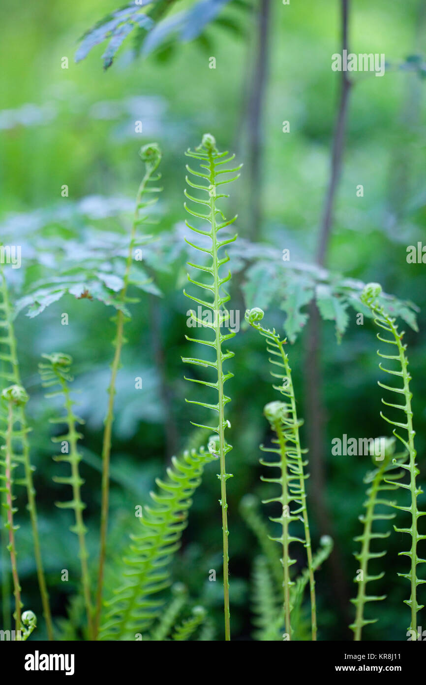 Fern, Mass of green coloured foliage growing wild outdoor Stock Photo ...