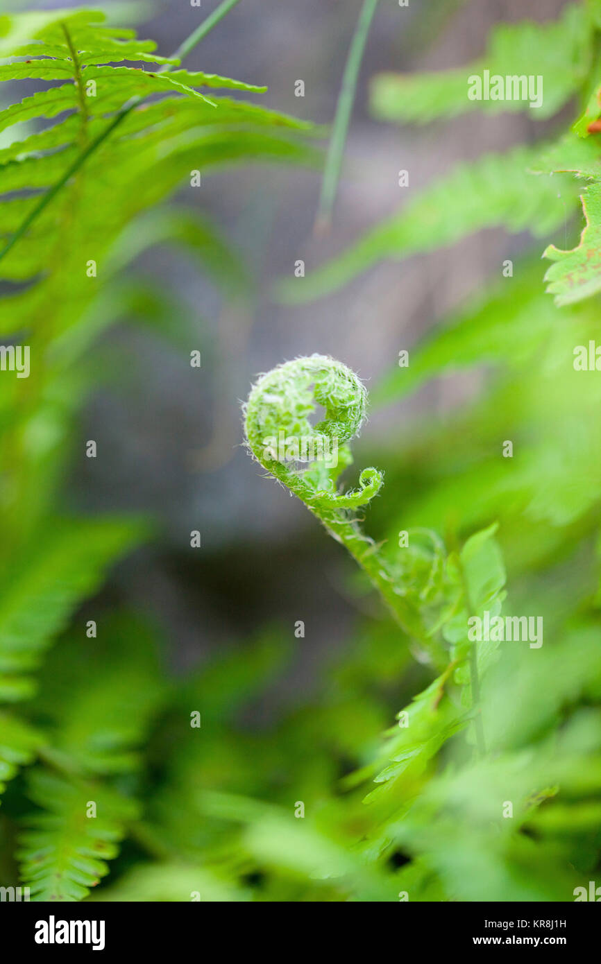 Fern, Mass of green coloured foliage growing wild outdoor with frond ...