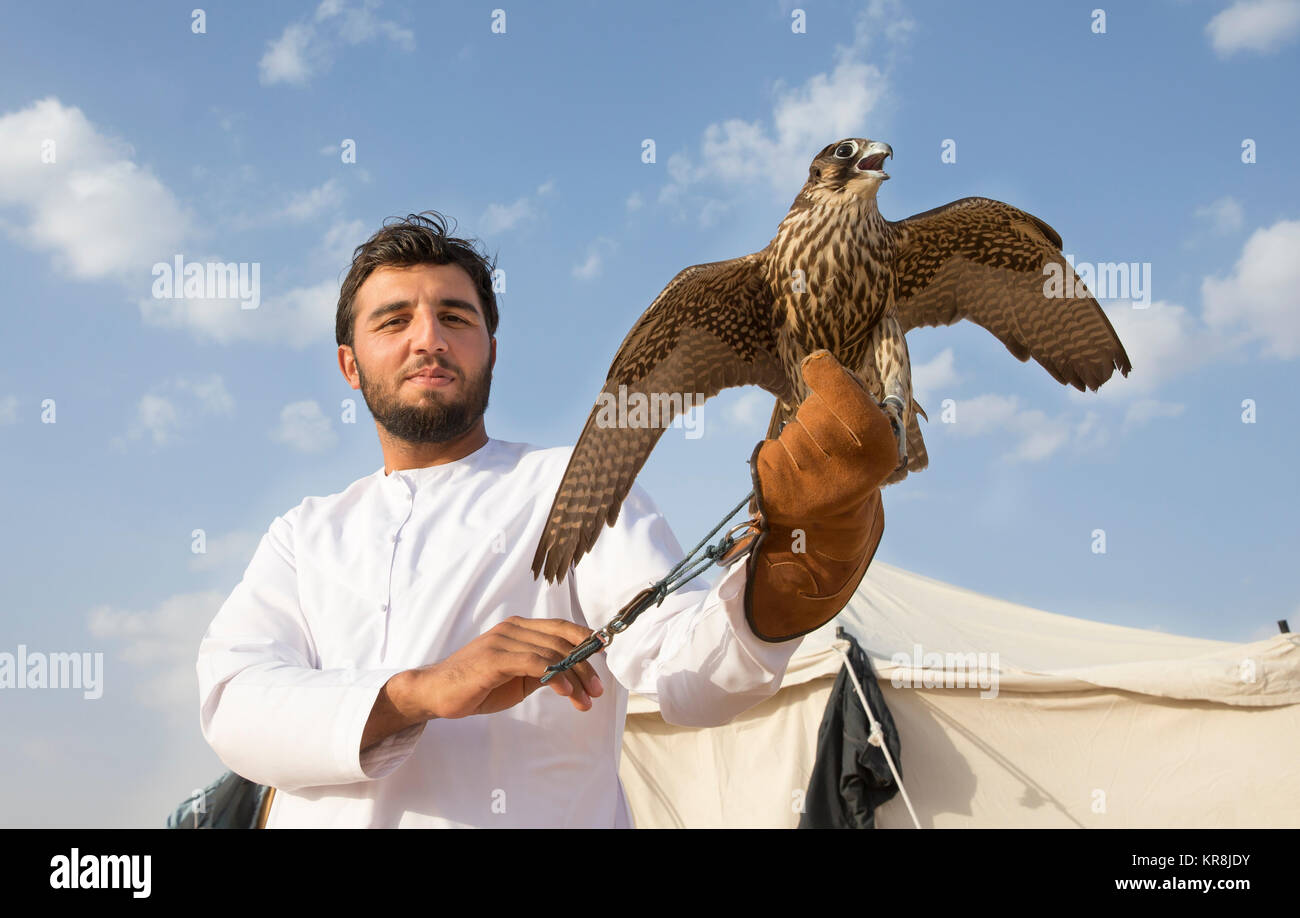 Emirati falcon hi-res stock photography and images - Alamy